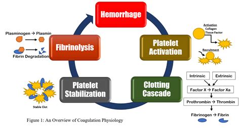 Massive Transfusion Protocol Understanding The Clotting Cascade