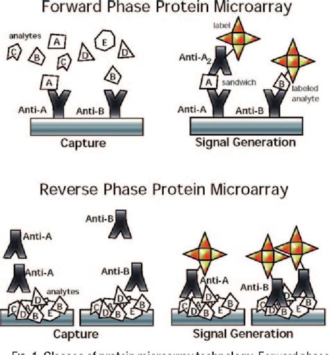 Figure 1 From Use Of Reverse Phase Protein Microarrays And Reference