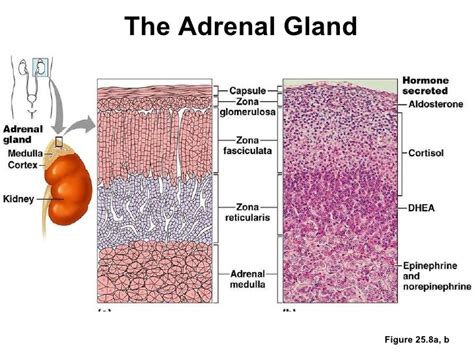 What Type Of Hormone Is Produced By The Adrenal Cortex At Lorelei Rios Blog