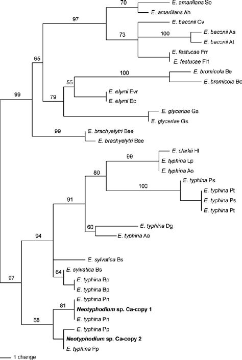 Phylogeny Derived From Maximum Parsimony Mp Analysis Of Introns 1 3