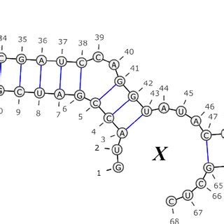 RNA Secondary Structure The Figure Exemplifies A Secondary Structure Download Scientific