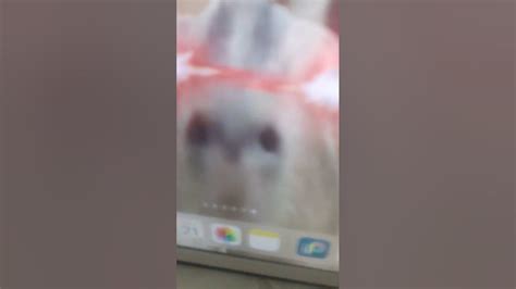 คาบีบาร่า Youtube