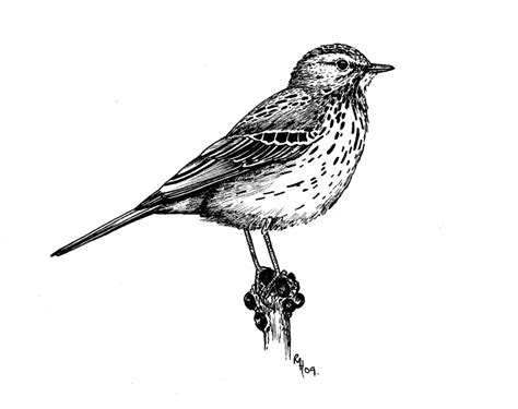 Tree Pipit By Robert Howe