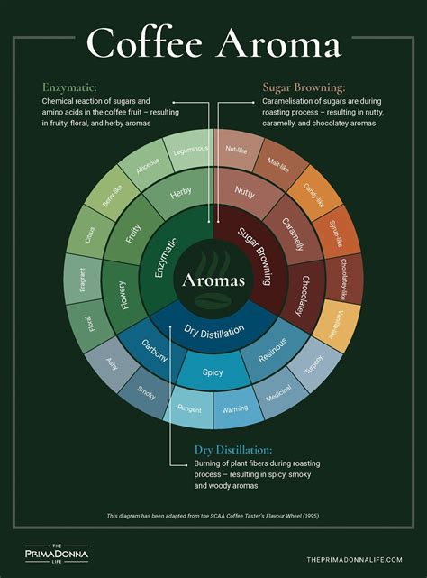 Coffee Flavor Wheel Scaa Kruwb