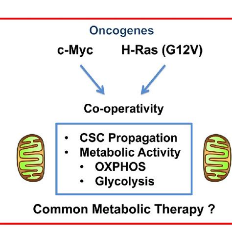 Myc Ras Co Operativity Fuels Stemness In Cancer Cells Download Scientific Diagram