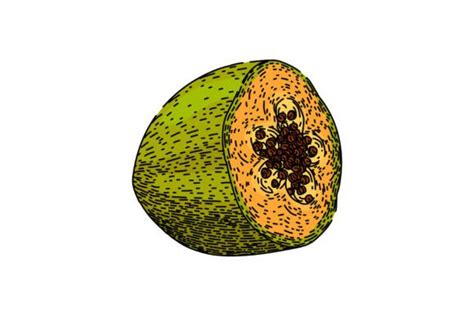 slice papaya fruit sketch hand drawn vec graphic by pikepicture