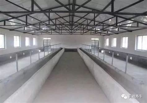 什么样的地面养牛最合适水泥红砖三合土 牛舍