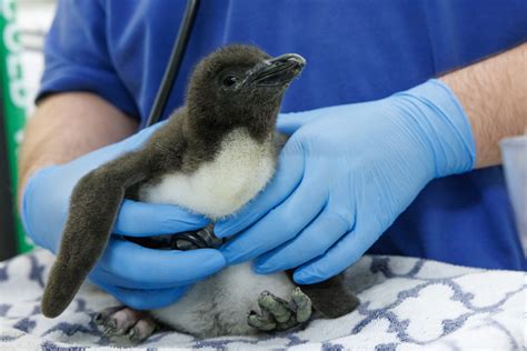 See Photos Of The Tennessee Aquariums Fluffy New Macaroni Penguin Yes