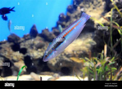 Mediterranean Rainbow Wrass Coris Julis Is A Carnivorous Marine Fish
