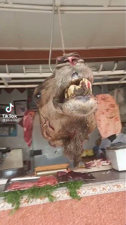 정육점의 낙타 고기 Youtube
