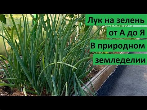 Лук на зелень от А до Я. - YouTube