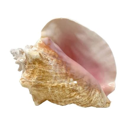 Tumbler Home Conch Shell 6 8 Inch Large Conch Sea Shell Bahama Pink Conch Seashell Decor