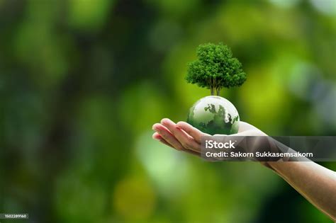 글로벌 지속 가능한 환경 개념 Esg 넷제로 에코 Co2 탄소 나무가 자라는 녹색 지구본을 들고 있는 인간의 손이 지구 세계 환경의 날 지구의 날 기후 변화를 구합니다 환경
