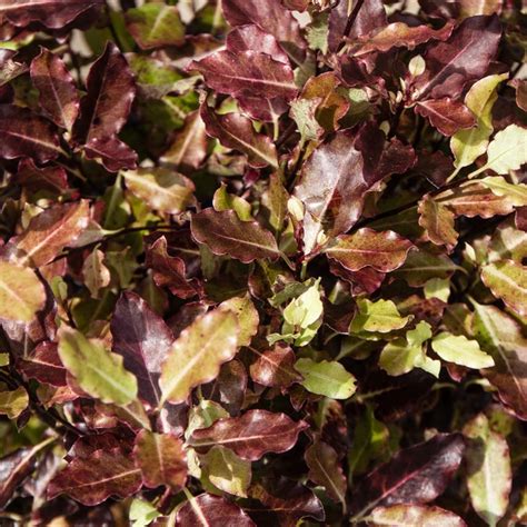 Pittosporum Tenuifolium Tom Thumb Pot Size 4l The Boma Garden Centre