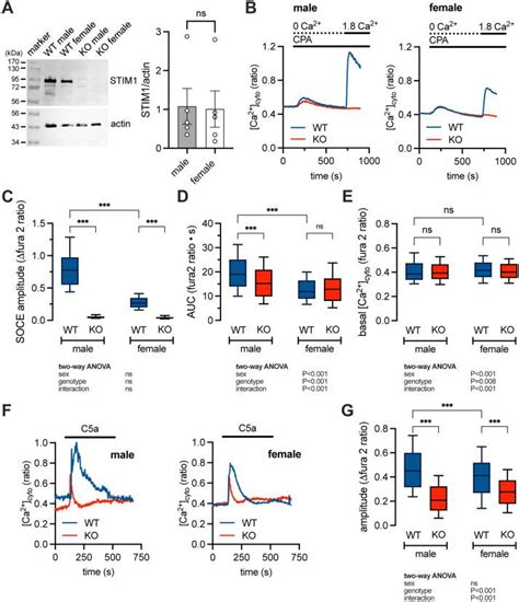 New Research In Biological Chemistry On Sex Differences In Calcium