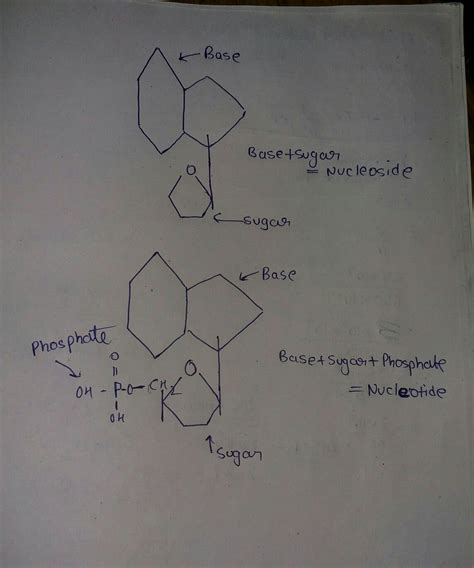 Write The Structures Of Nucleotides And Nucleosides Ch Biomolecules