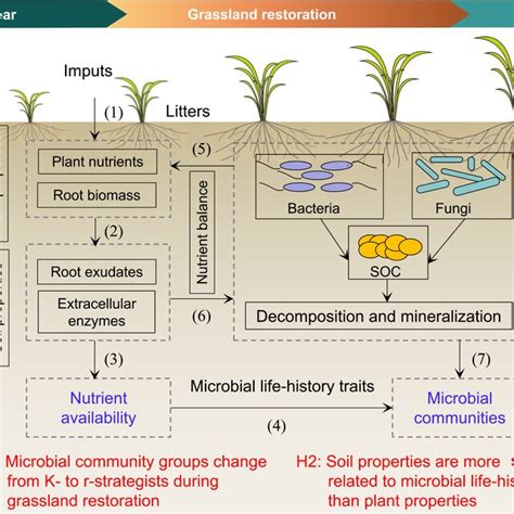 Pdf Deciphering Factors Driving Soil Microbial Life History