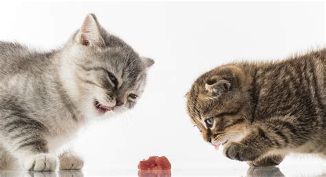 스코틀랜드 접어 고양이의 새끼 고양이의 초상화 간절히 흰색 바탕에 고기를 먹지 고양이 새끼에 대한 스톡 사진 및 기타 이미지