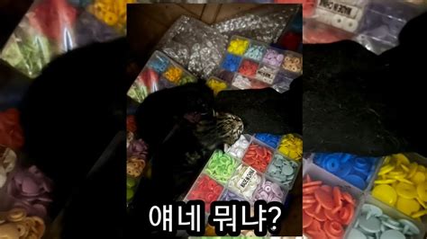 새끼 고양이 2마리가 생겼습니다어쩌다 집사 2편 Youtube