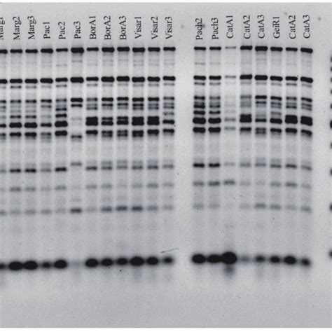 amplification pattern generated by sequence related amplified