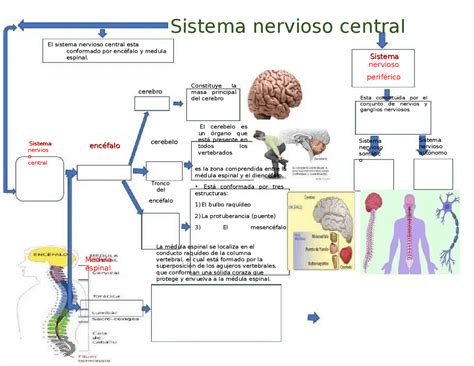 Sistema Nervioso Central Y Periférico Esquemas Y Mapas Conceptuales