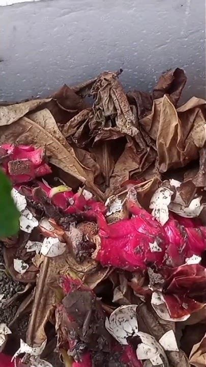 মরিচ গাছ রোপন করার পদ্ধতি Youtube