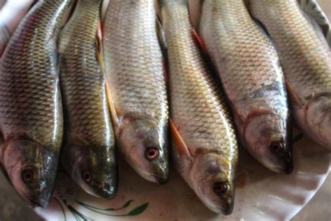 10 Facts About The Python