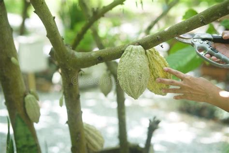 Farmer Harvest Cacao Bean Fruit Cocoa Pod From Tree Stock Image Image Farmer Harvest Cacao Bean Fruit Cocoa Pod From Tree Stock Image Image