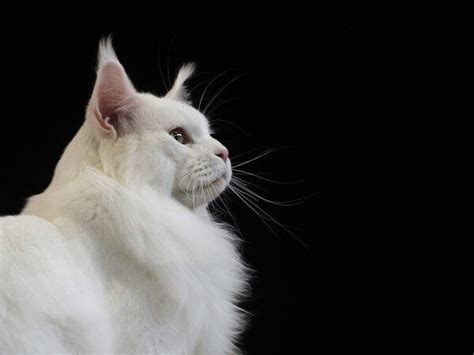White Maine Coon Cat Complete Guide Vocal Cats