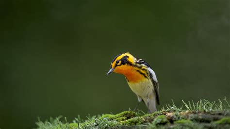 Warbler Migration How Gardeners Can Help Native Songbirds Homes And
