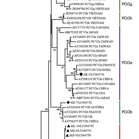 The Neighbor Joining Phylogenetic Tree Was Constructed In Mega6