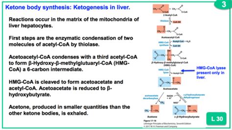 Ketone Body Synthesis
