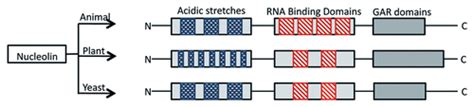 Full Article Nucleolin