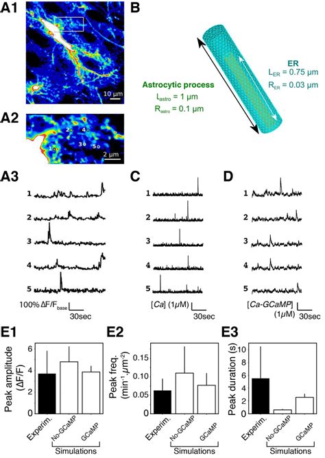 3d Model Simulations In Fine Astrocyte Processes Successfully Reproduce Download Scientific