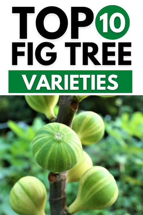 15 Pruning Fig Trees Tips How To Trim A Fig Tree Fig Bush Artofit