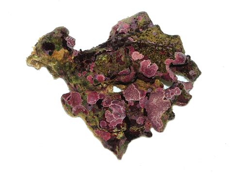 What Are Coralline Algae Aquarium Education Algaebarn