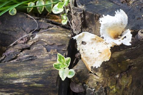 観葉植物にキノコが生えた？！対処はどうやってするといいの？ 植物の暮らしサポートマガジン Plante【プランテ】