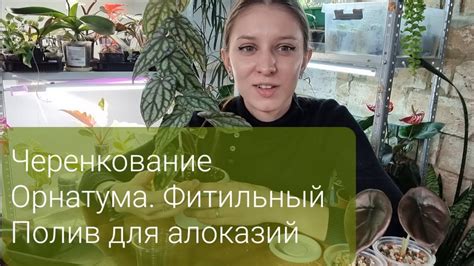 Фитильный Полив для алоказий Черенкование Орнатума Посадка черенков медузы Youtube