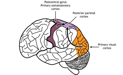 9 4 Motor Circuitry Neural Structures And Pathways Social Sci Libretexts