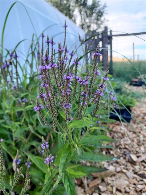 Plants Pipilo Native Plants Plants Pipilo Native Plants