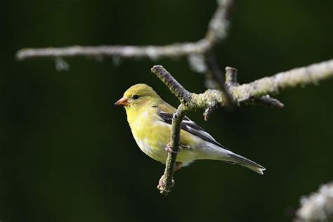 Peste 100 De Imagini Gratuite Cu Sticlete și Pasăre Pixabay