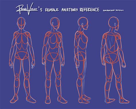 Female Body Reference Drawing At Getdrawings Free Download