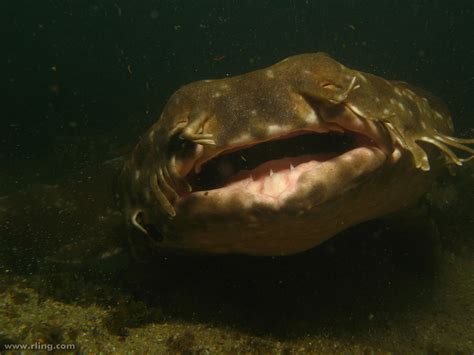 Wobbegong Teeth