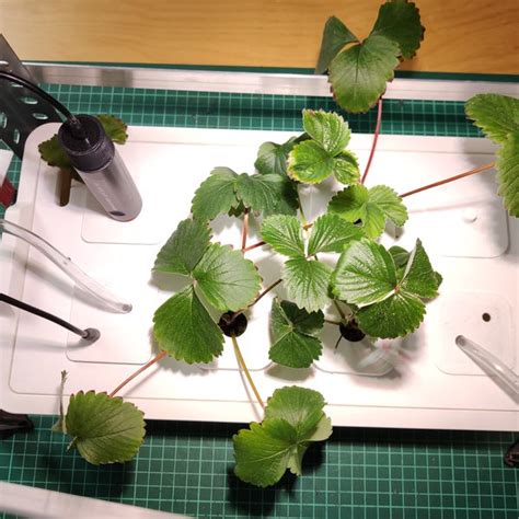 Automated Hydroponic System