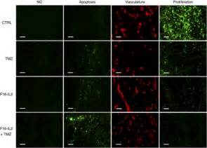 Immunofluorescence Analysis Of Apoptosis And Proliferation In