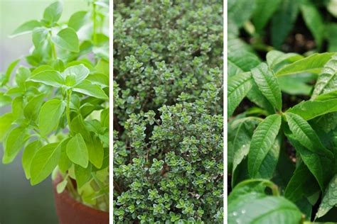 What Pine Tree Smells Like Butterscotch At Harry Weed Blog