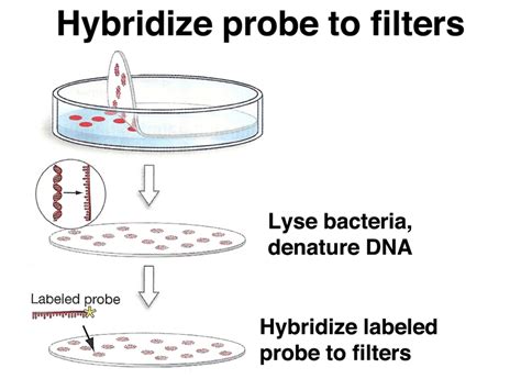 Genomic Library Construction