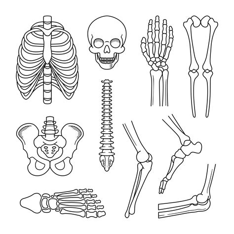 Human Skeleton Structure Anatomy And Medicine Ouline Doodle
