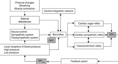 Pathophysiology Of Neurally Mediated Syncope Neurología English Edition