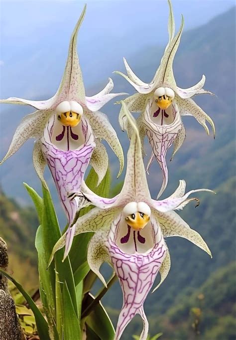 Pin By Ameliemasset On I Need Art Unusual Flowers Rare Flowers